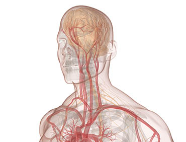 Living anatomy - Fairfield House